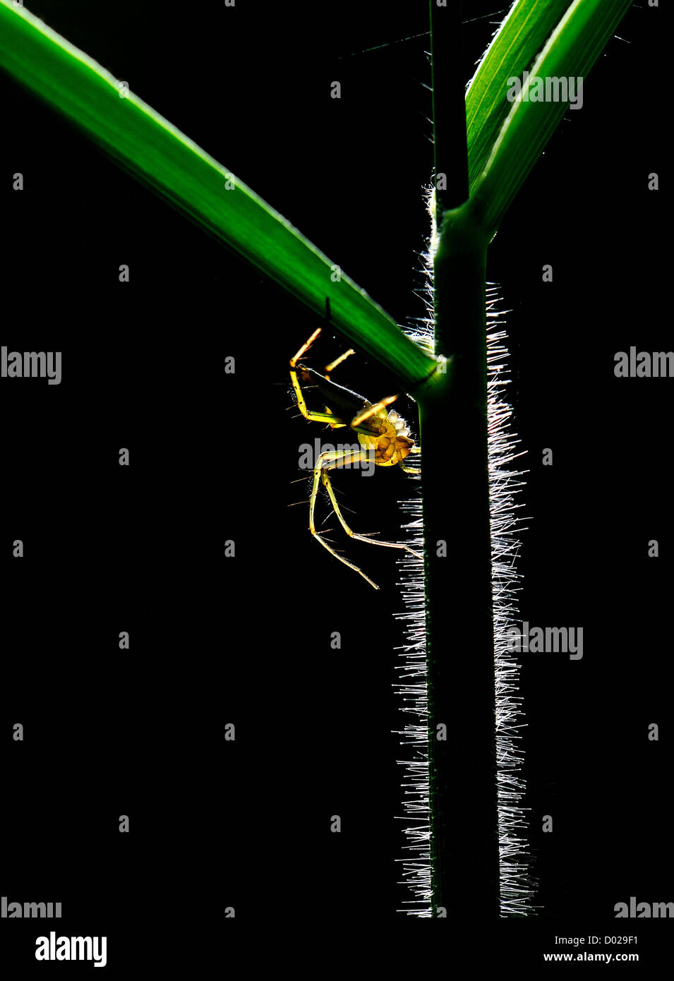 Translucent spider hi-res stock photography and images - Alamy