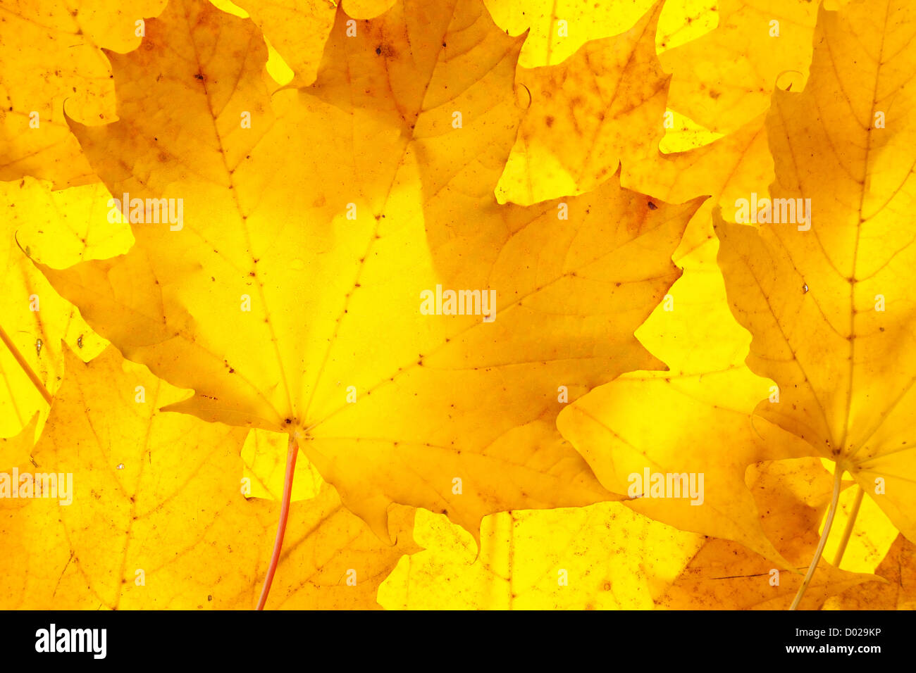 Back of maple leaf hi-res stock photography and images - Alamy