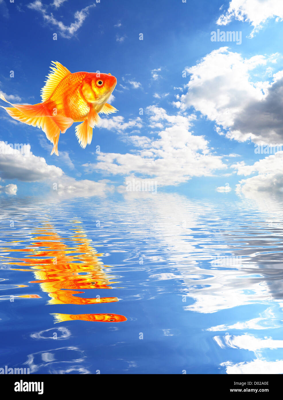 blue sky goldfish with water reflection clouds and copyspace Stock ...