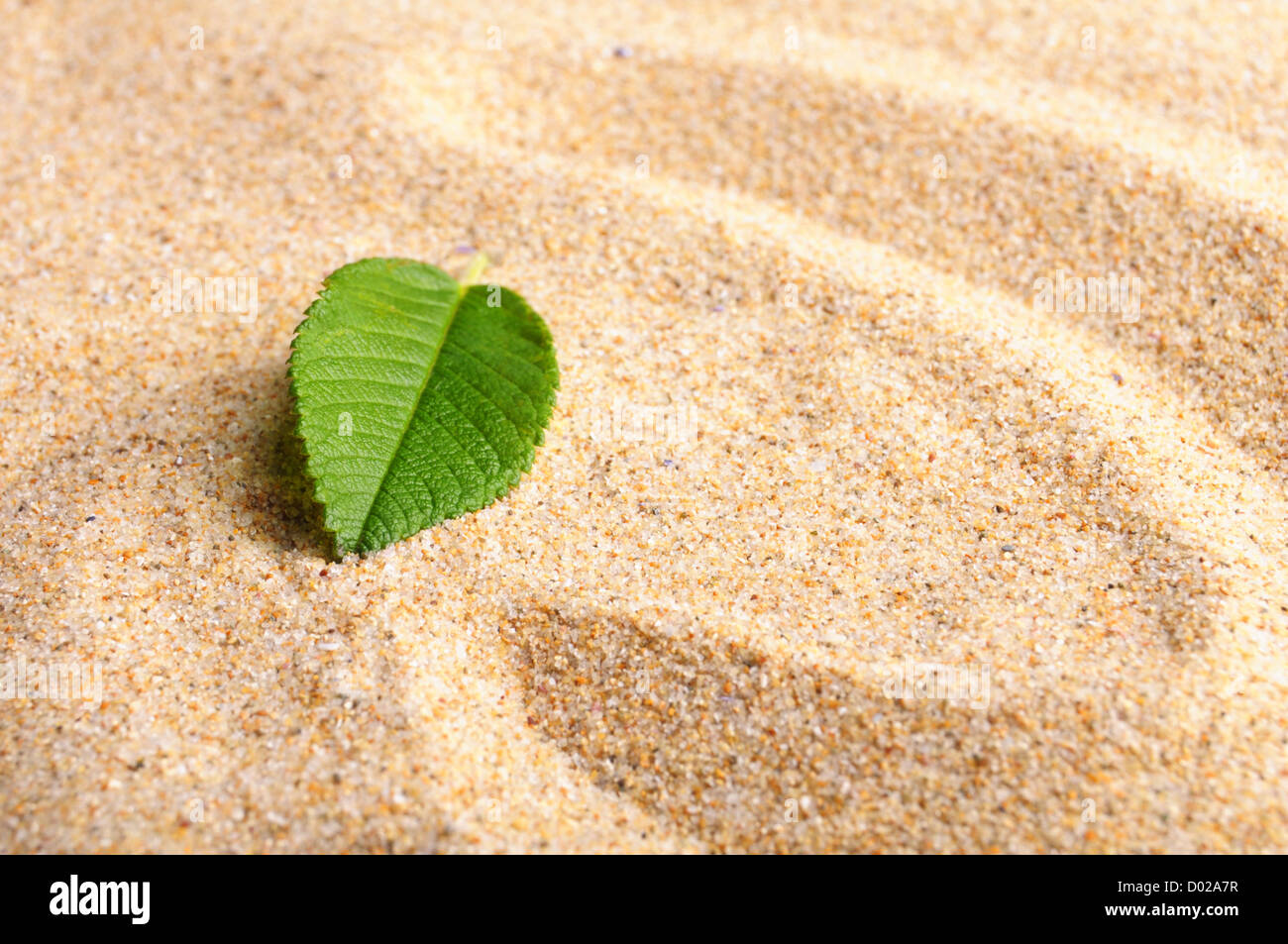 zen stone with leaf on sand showing spa concept Stock Photo - Alamy