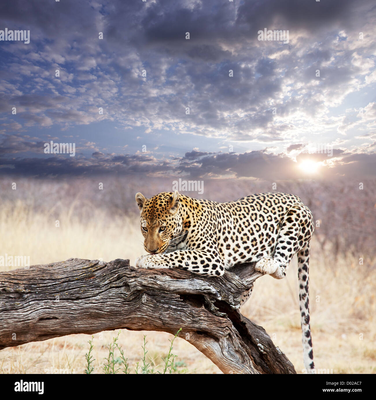 Dotted leopard hi-res stock photography and images - Alamy