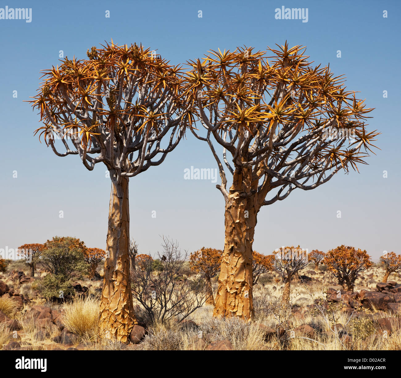 Quiver tree in Namibia, Africa Stock Photo - Alamy