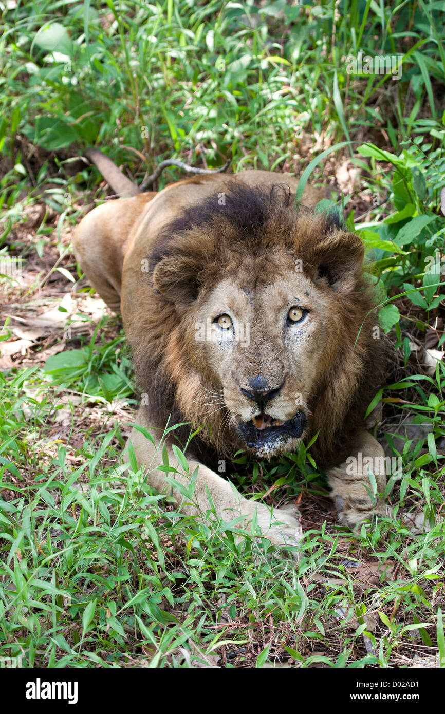 Lions In India Stock Photo - Alamy