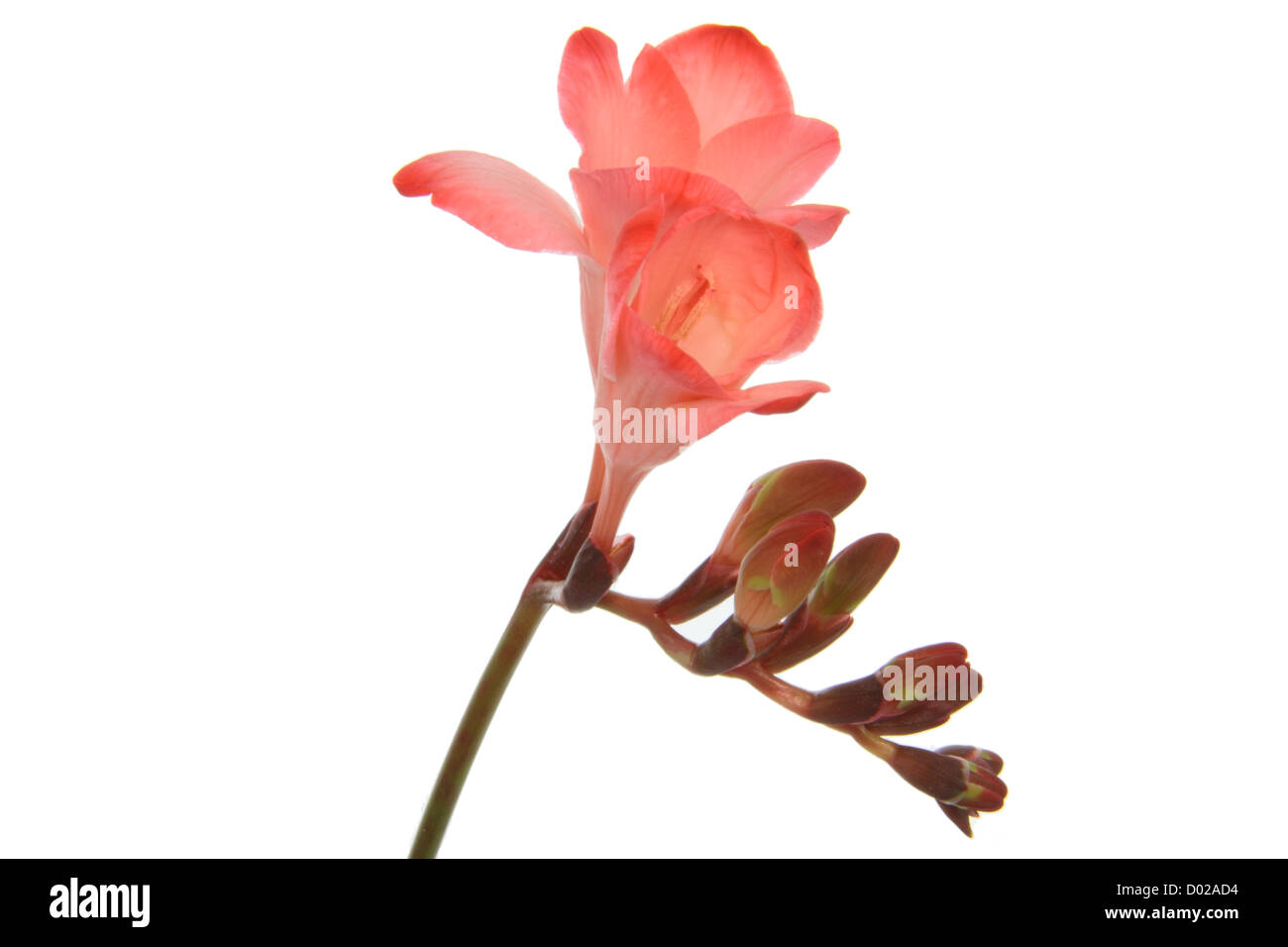 Red freesia close up, isolated on white background Stock Photo - Alamy