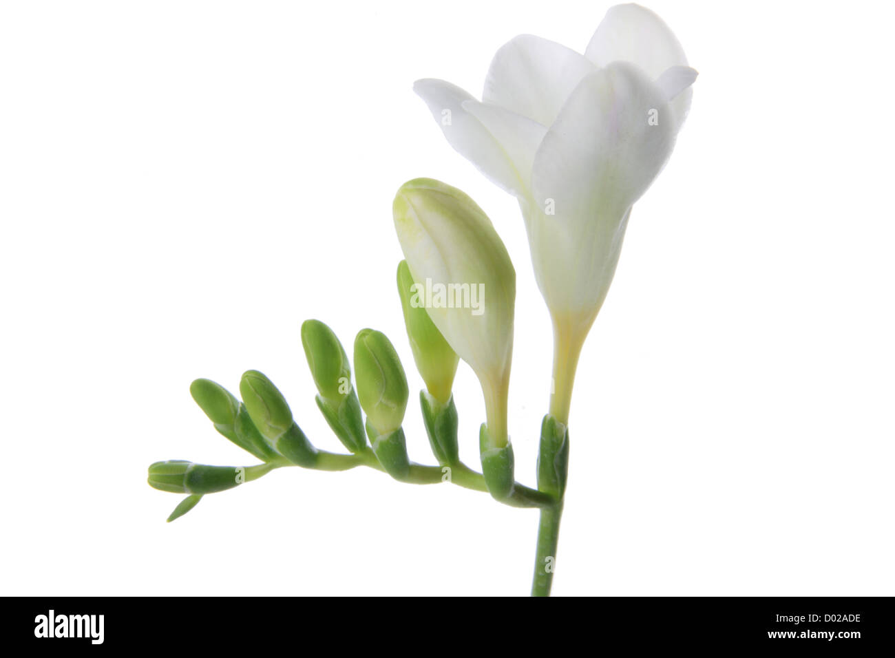 White freesia close up, isolated on white background Stock Photo - Alamy
