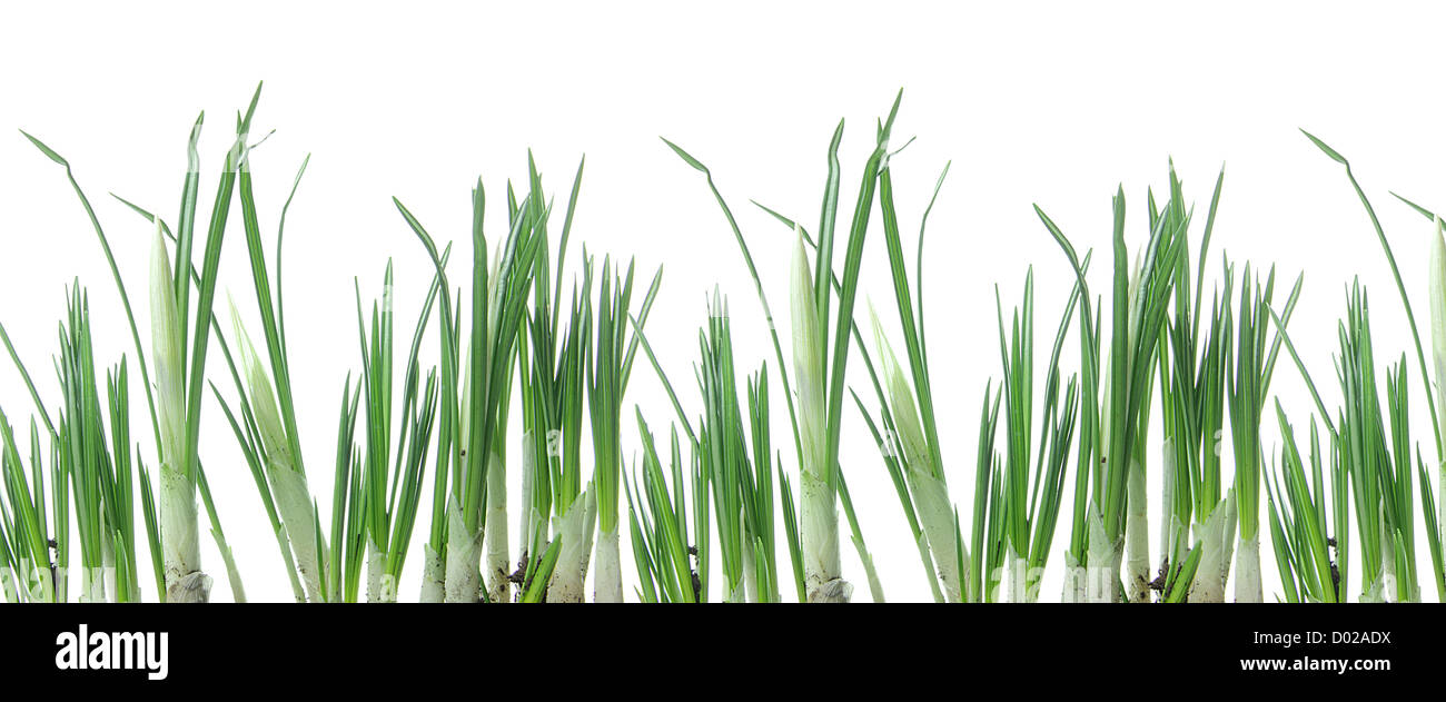 Grass isolated on white background Stock Photo - Alamy