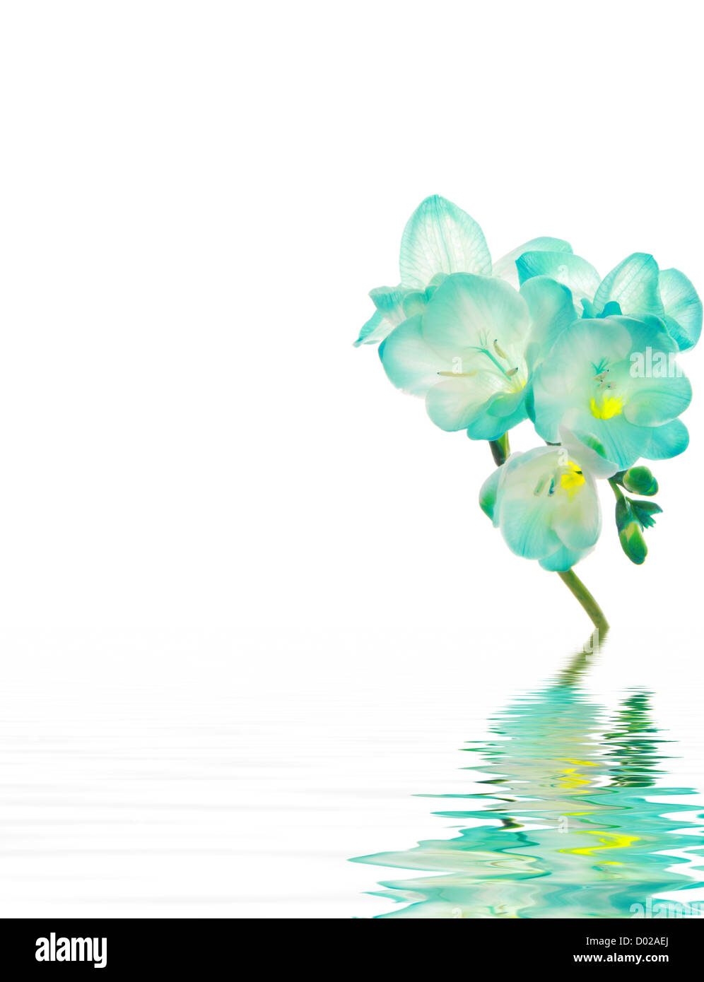Fresia flower - blue for spa Stock Photo - Alamy
