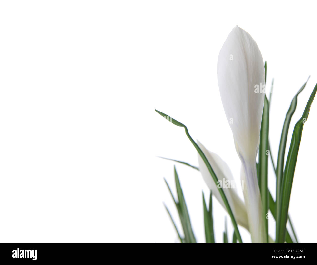 Beautiful white crocus on a white background Stock Photo - Alamy