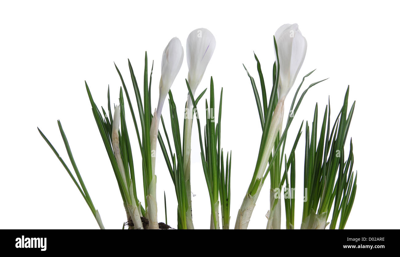 Beautiful white crocus on a white background Stock Photo - Alamy