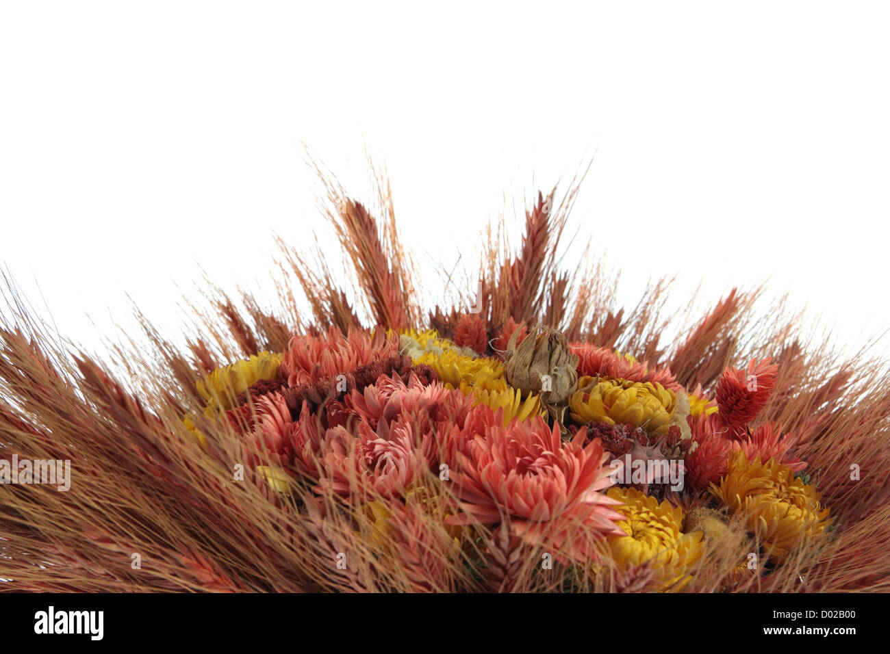 A bouquet of wheat and flowers isolated Stock Photo - Alamy