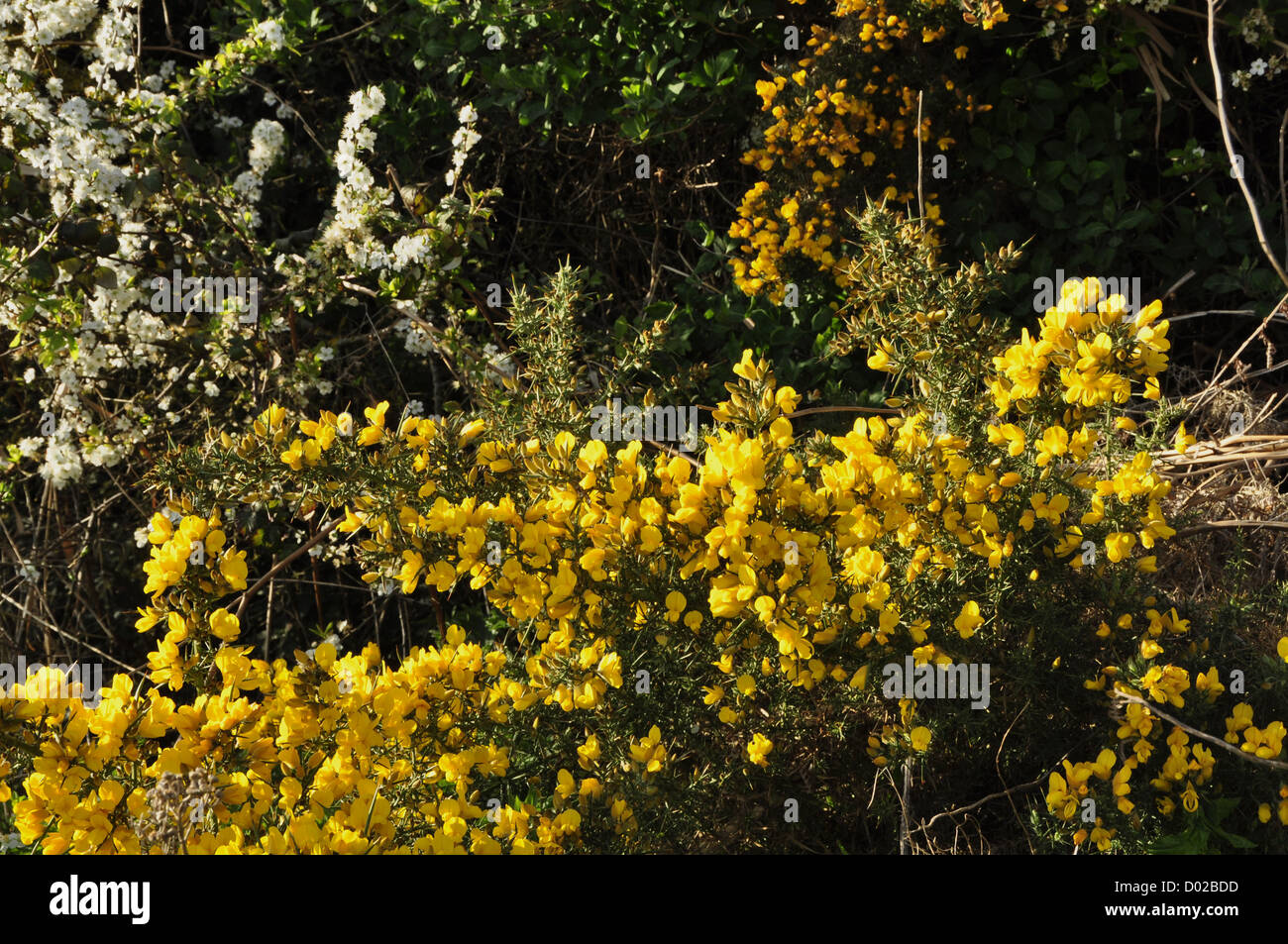 Gorse or Furze (Ulex europaeus Stock Photo - Alamy