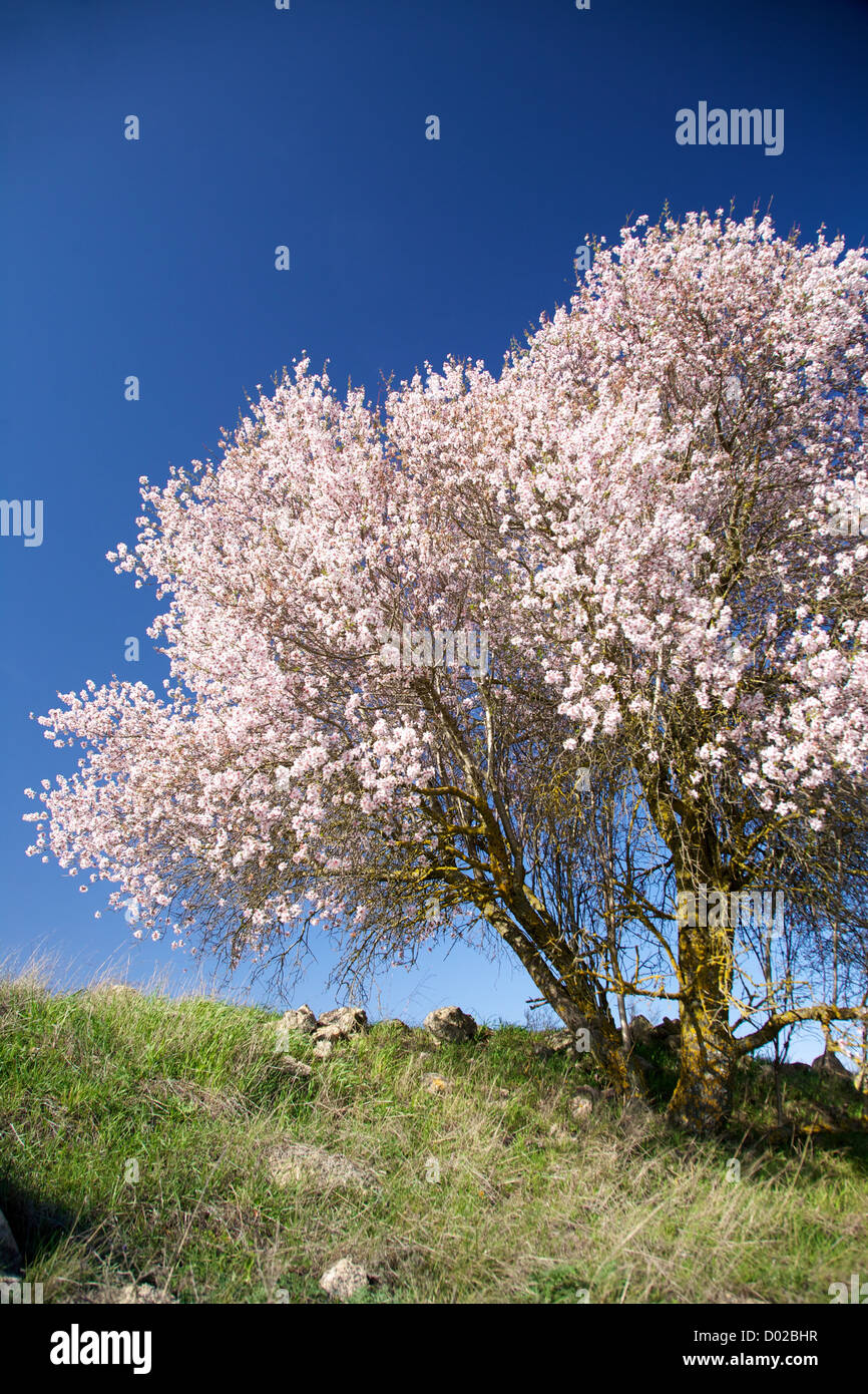 cherry trees flowering at the country in Spain Stock Photo - Alamy