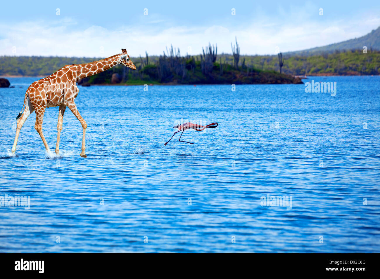 Giraffe running on water after a really scared flamingo Stock Photo - Alamy