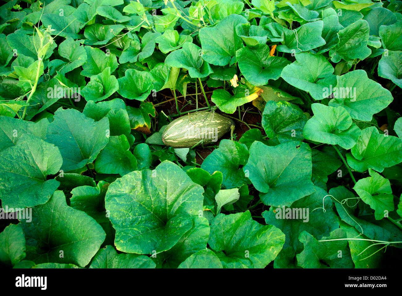 Pumkin plant hi-res stock photography and images - Alamy
