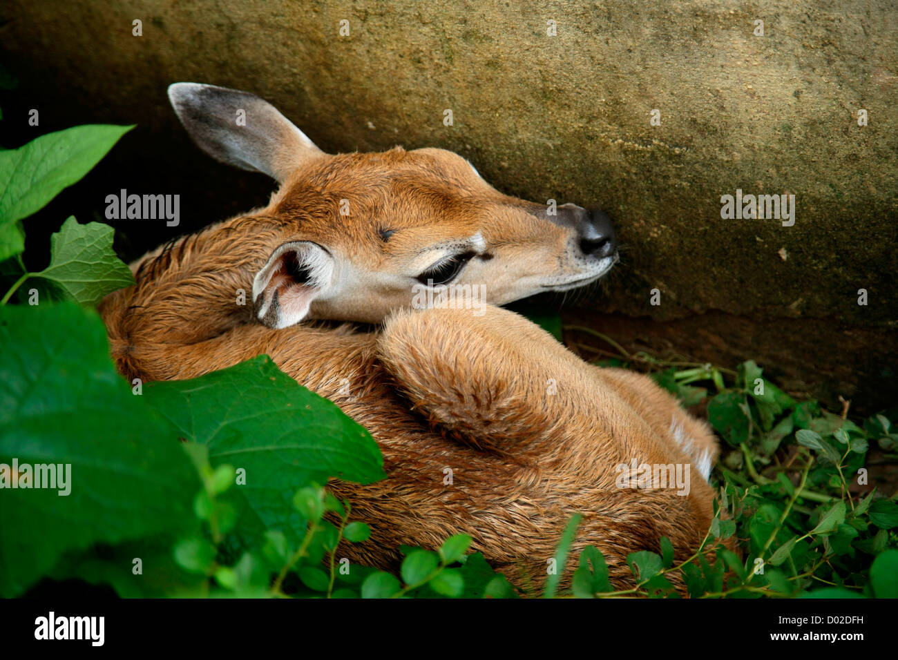 Baby Blue bull Stock Photo - Alamy