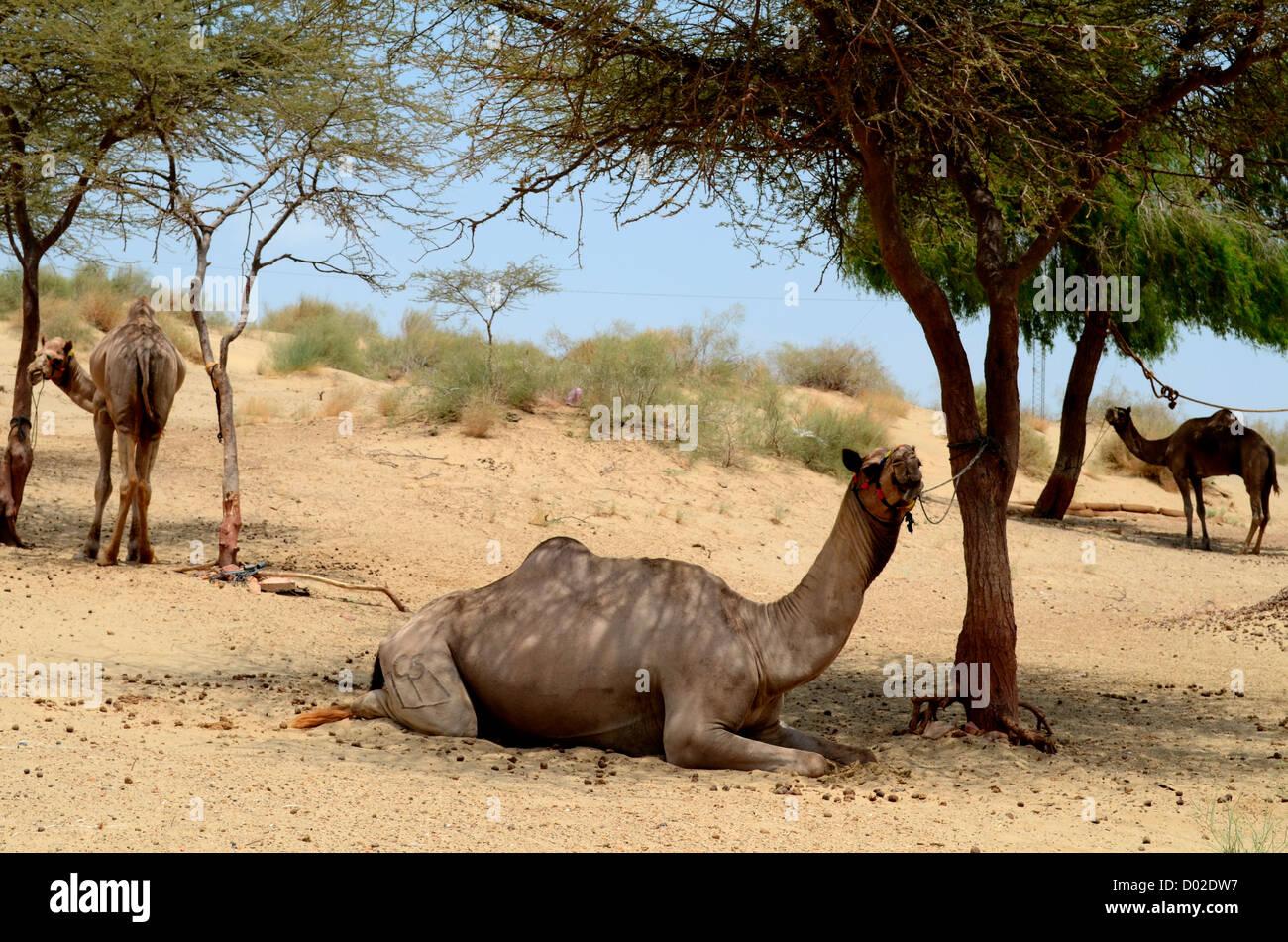Camels in Desert Stock Photo - Alamy