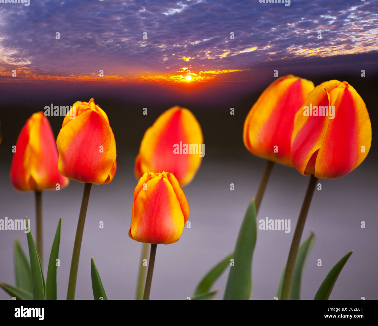 tulips at sunset Stock Photo - Alamy