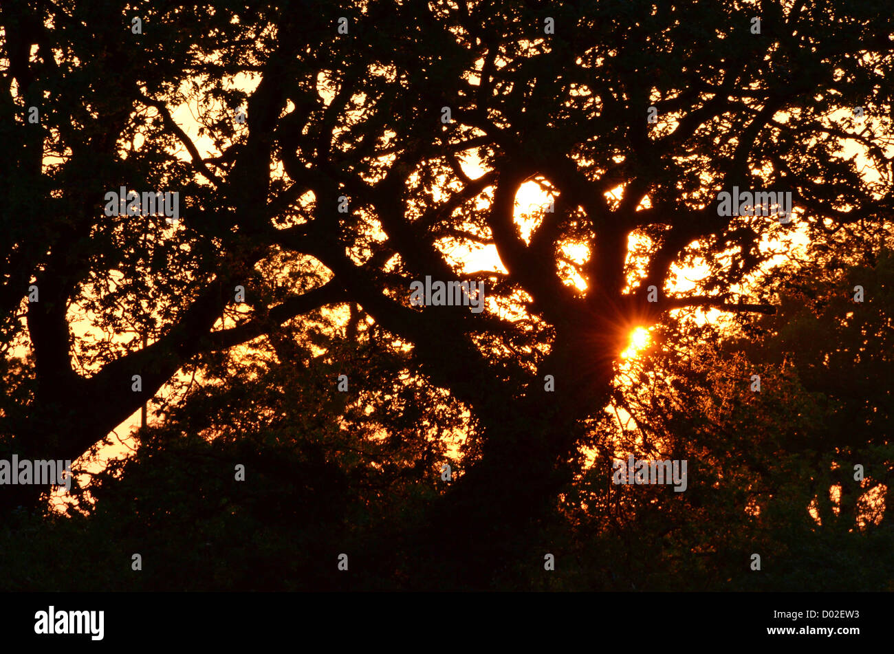 Light of dusk hi-res stock photography and images - Alamy