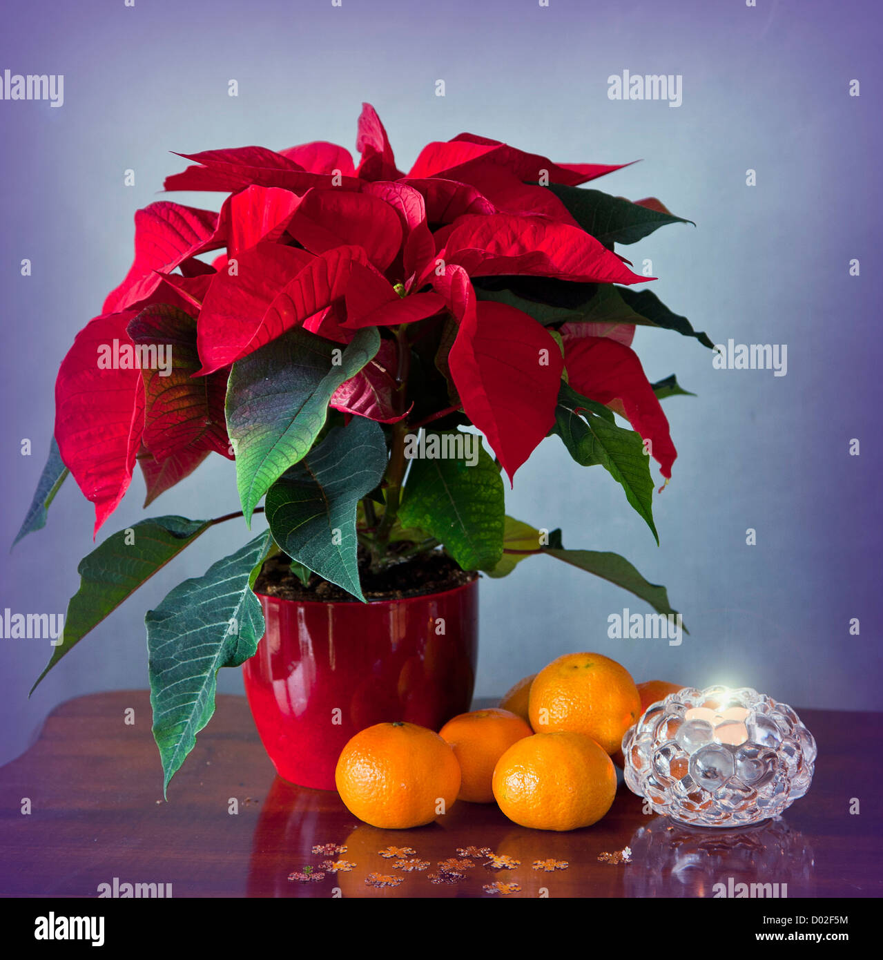 Traditional Christmas symbols: winter rose, tangerines and candle Stock ...