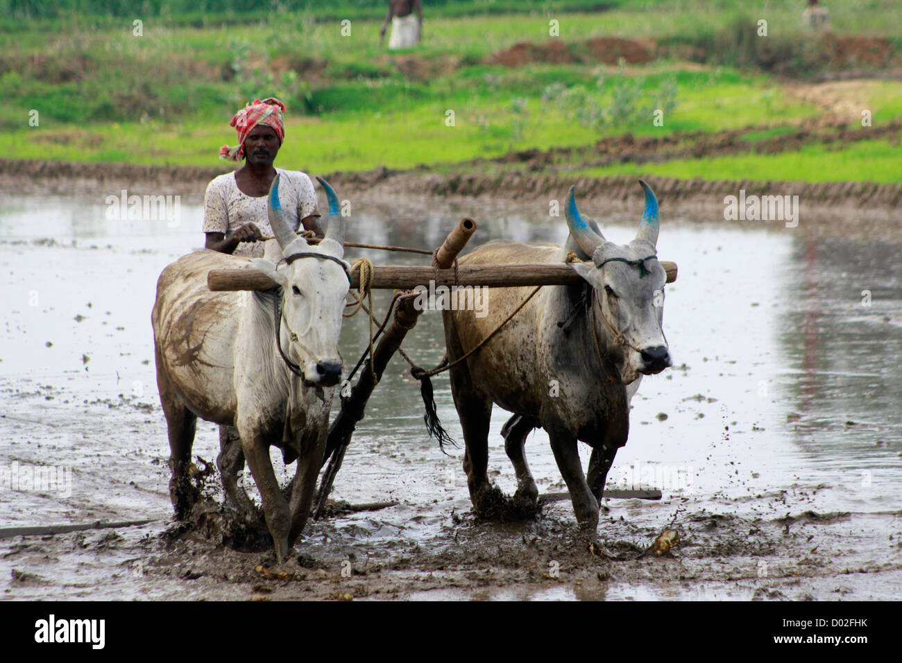 Farmer ploughing his land Stock Photo - Alamy