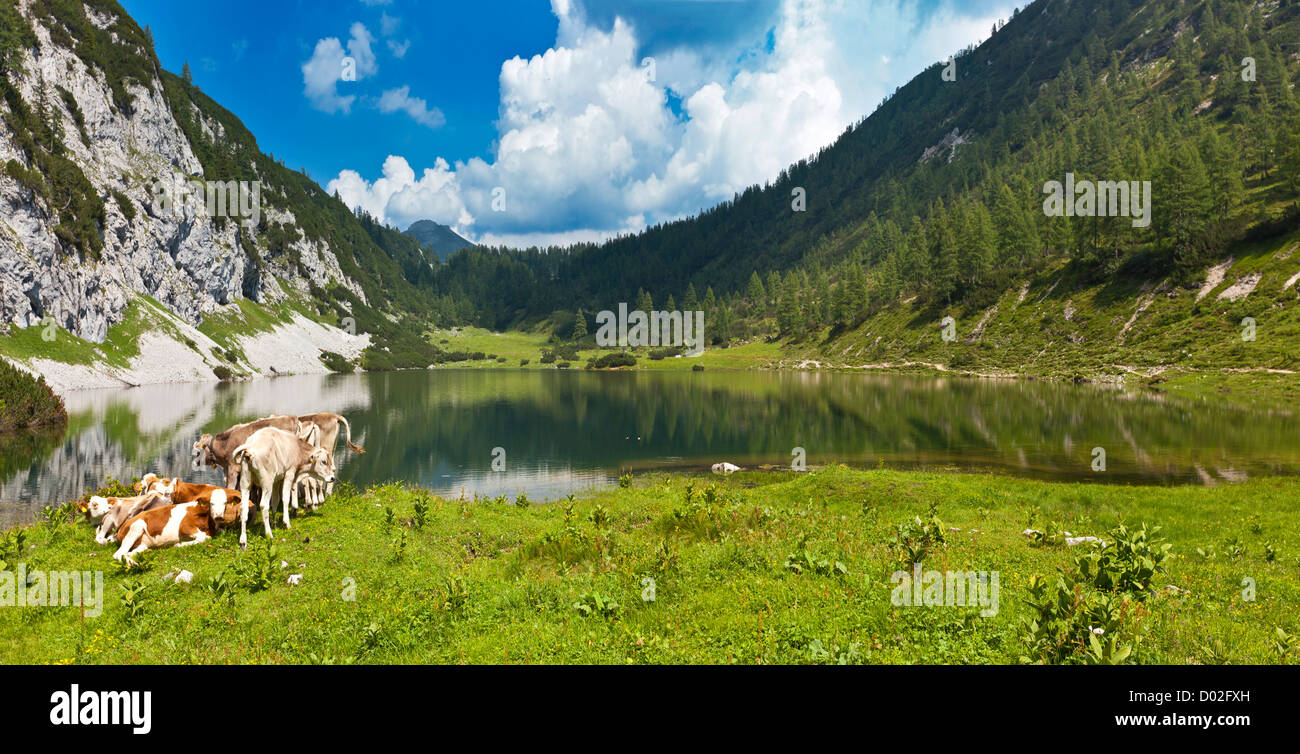 Idyllic pasture in the mountains with a small group of cows relaxing at ...
