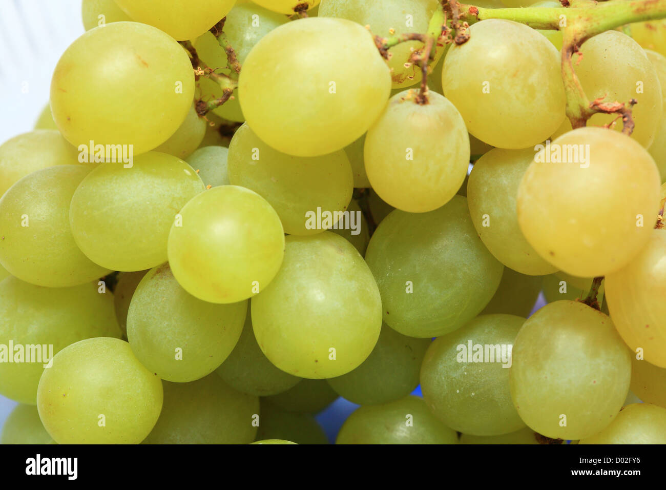 fresh grape fruits Stock Photo - Alamy