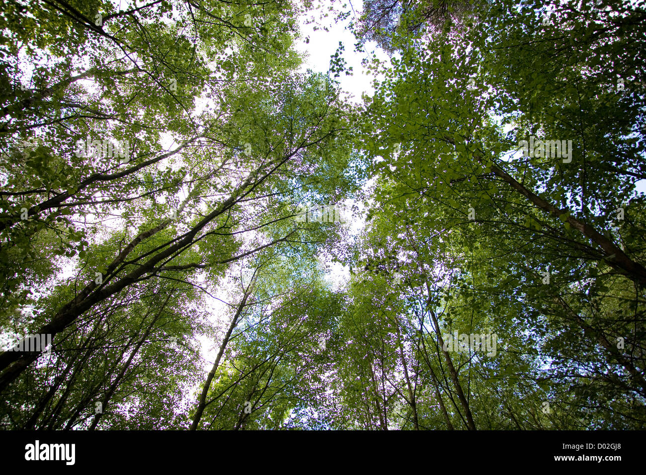 A green forest canopy in a woods in the England Stock Photo - Alamy