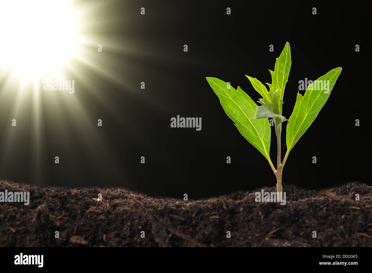 growth or new life concept with small plant sun and copyspace Stock ...