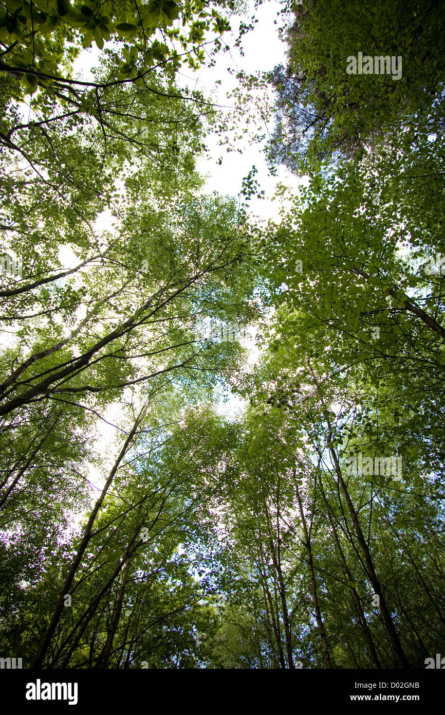 A green forest canopy in a woods in the England Stock Photo - Alamy