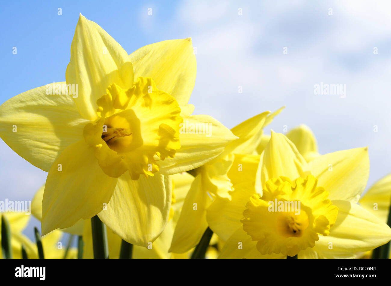 yellow daff or jonquil flower in spring with copyspace showing summer ...