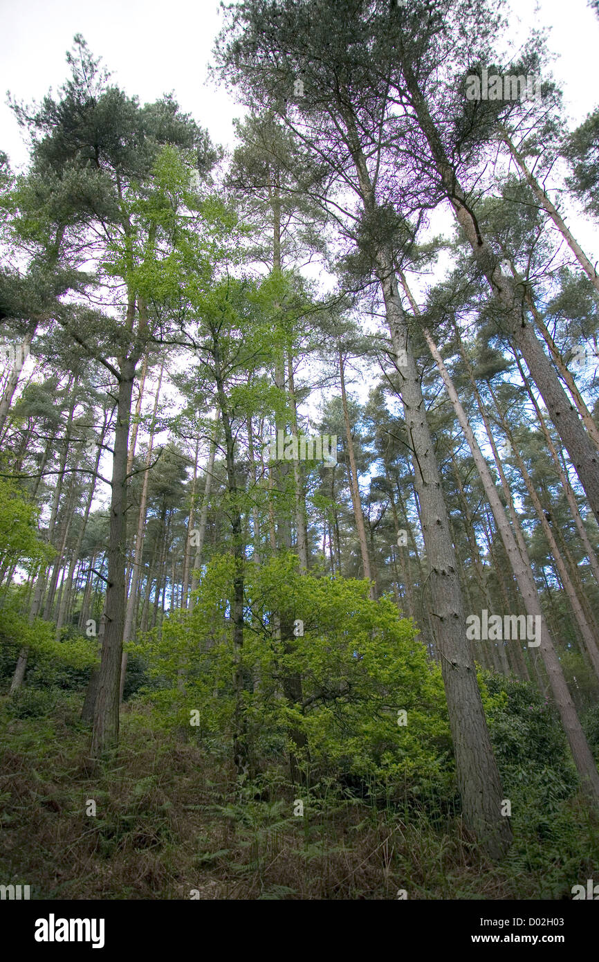 A view up at tall trees densely packed in a forest Stock Photo - Alamy