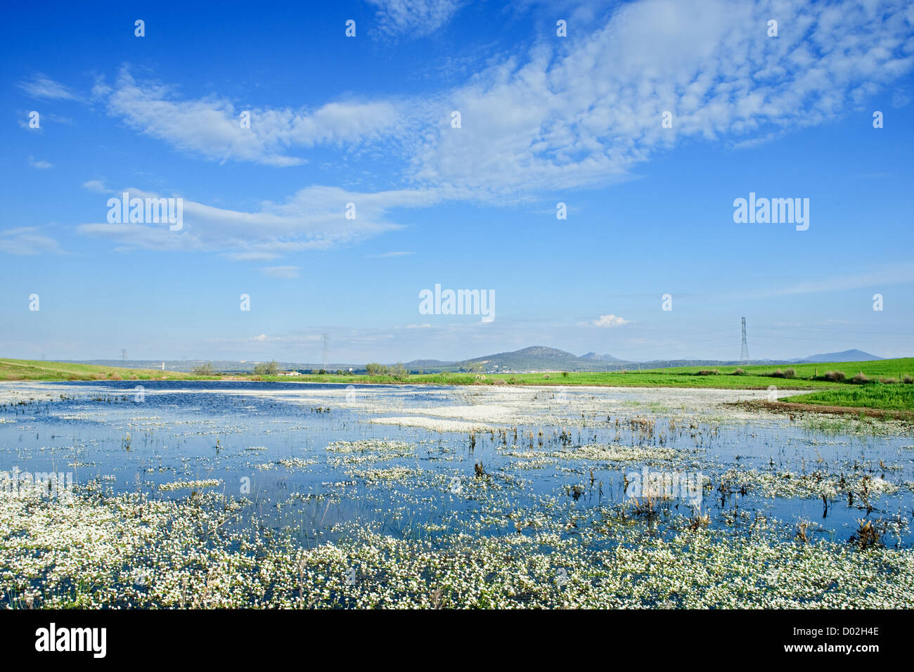 Beautiful spring landscape with a lake full of flowers on the water ...