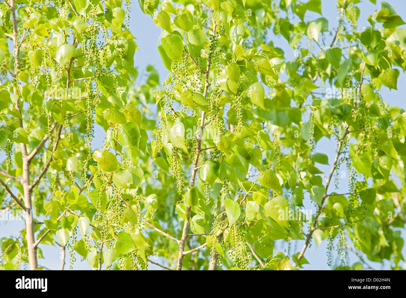 Sunny green leaves of a tree against the blue sky Stock Photo - Alamy