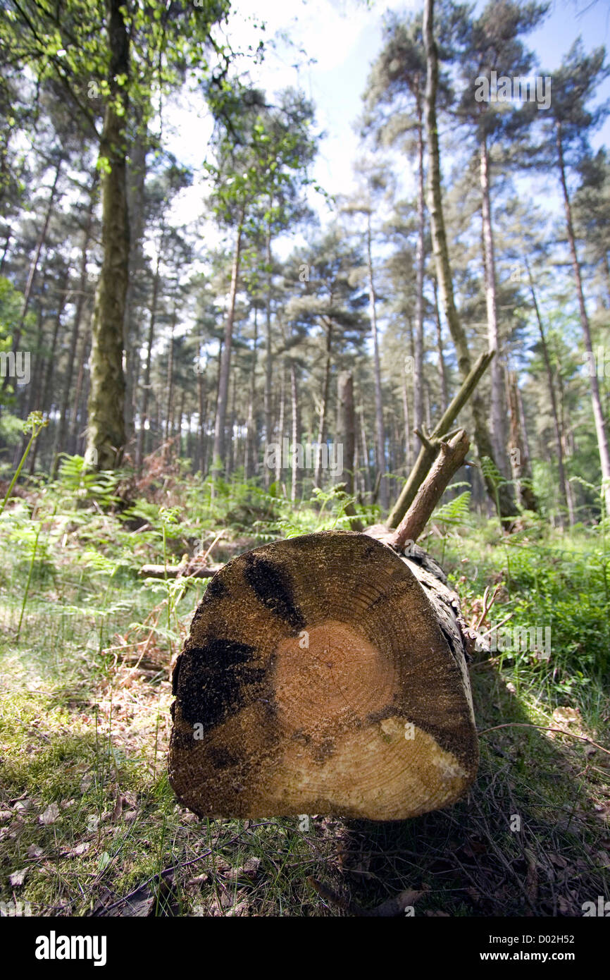 The remains of a felled tree trunk in the forest Stock Photo - Alamy