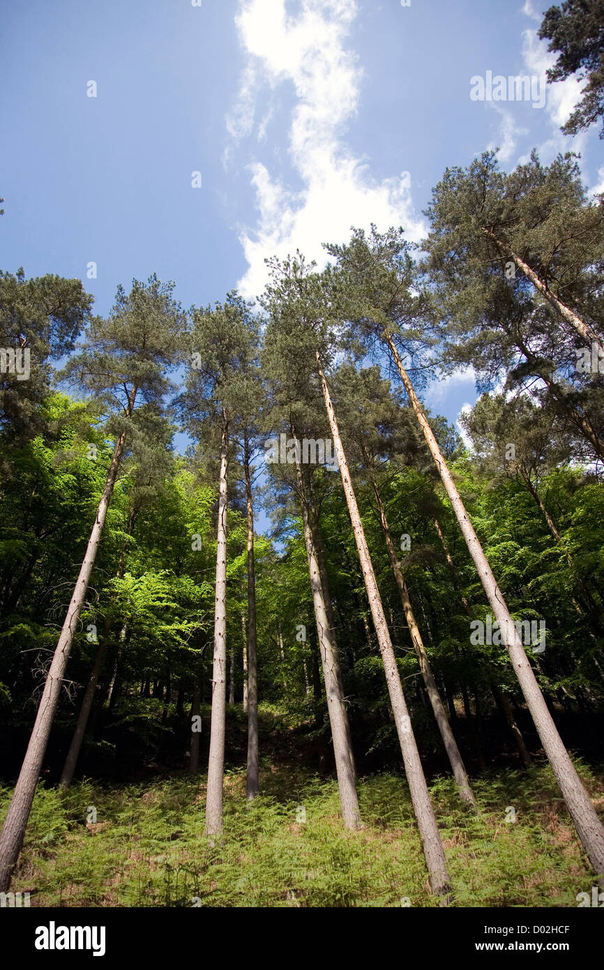 A low view of tall trees in the middle of a forest Stock Photo - Alamy