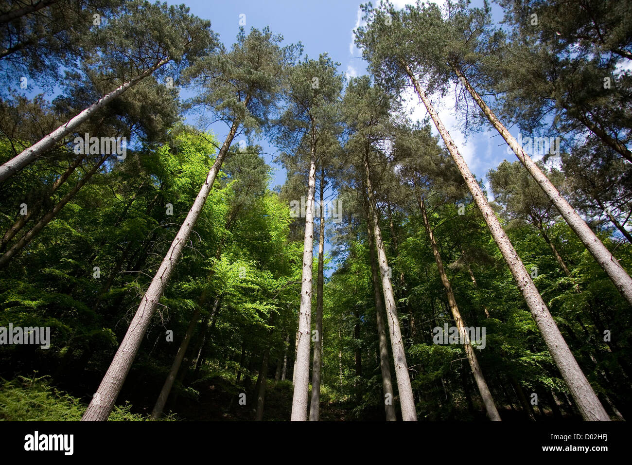 Massive Giant Tall Trees High Resolution Stock Photography and Images ...