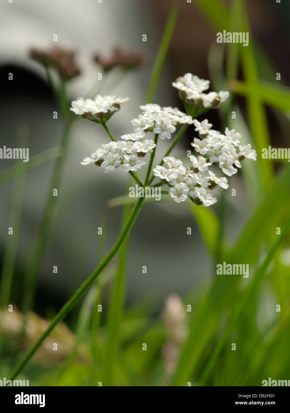 Upright Hedge-parsley flowers, Torilis japonica Stock Photo - Alamy
