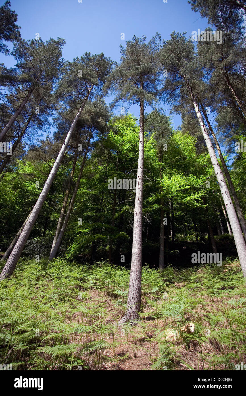 A low view of tall trees in the middle of a forest Stock Photo - Alamy