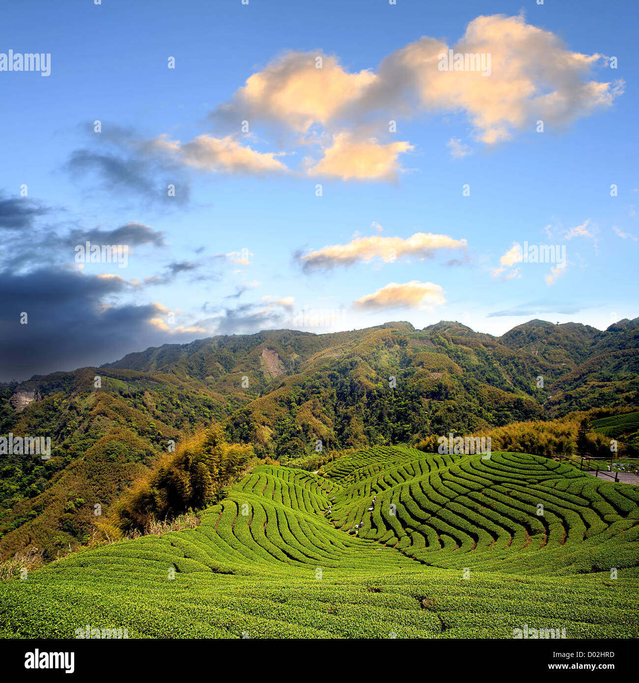 L tea house hi-res stock photography and images - Alamy