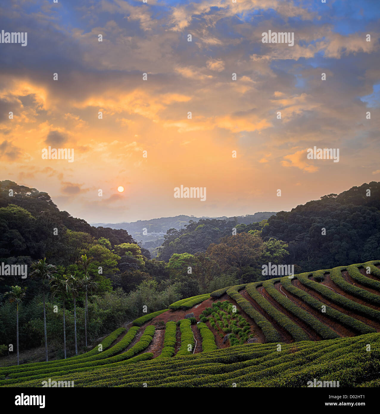 Tea garden sunset Stock Photo - Alamy