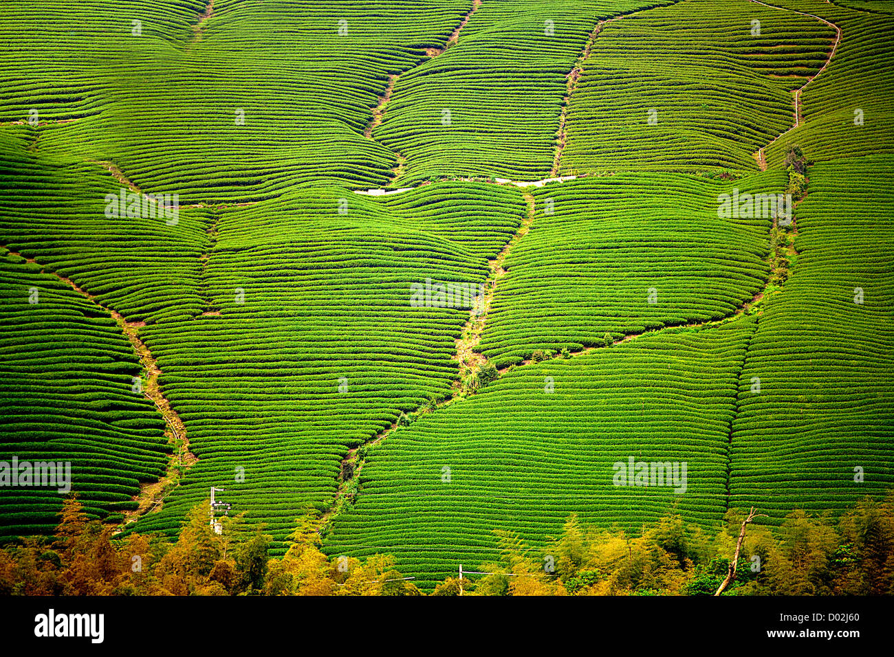 Tea garden in mid of Taiwan Stock Photo - Alamy