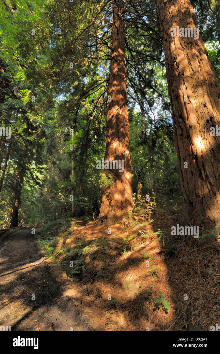 Sun dappled wood hi-res stock photography and images - Alamy