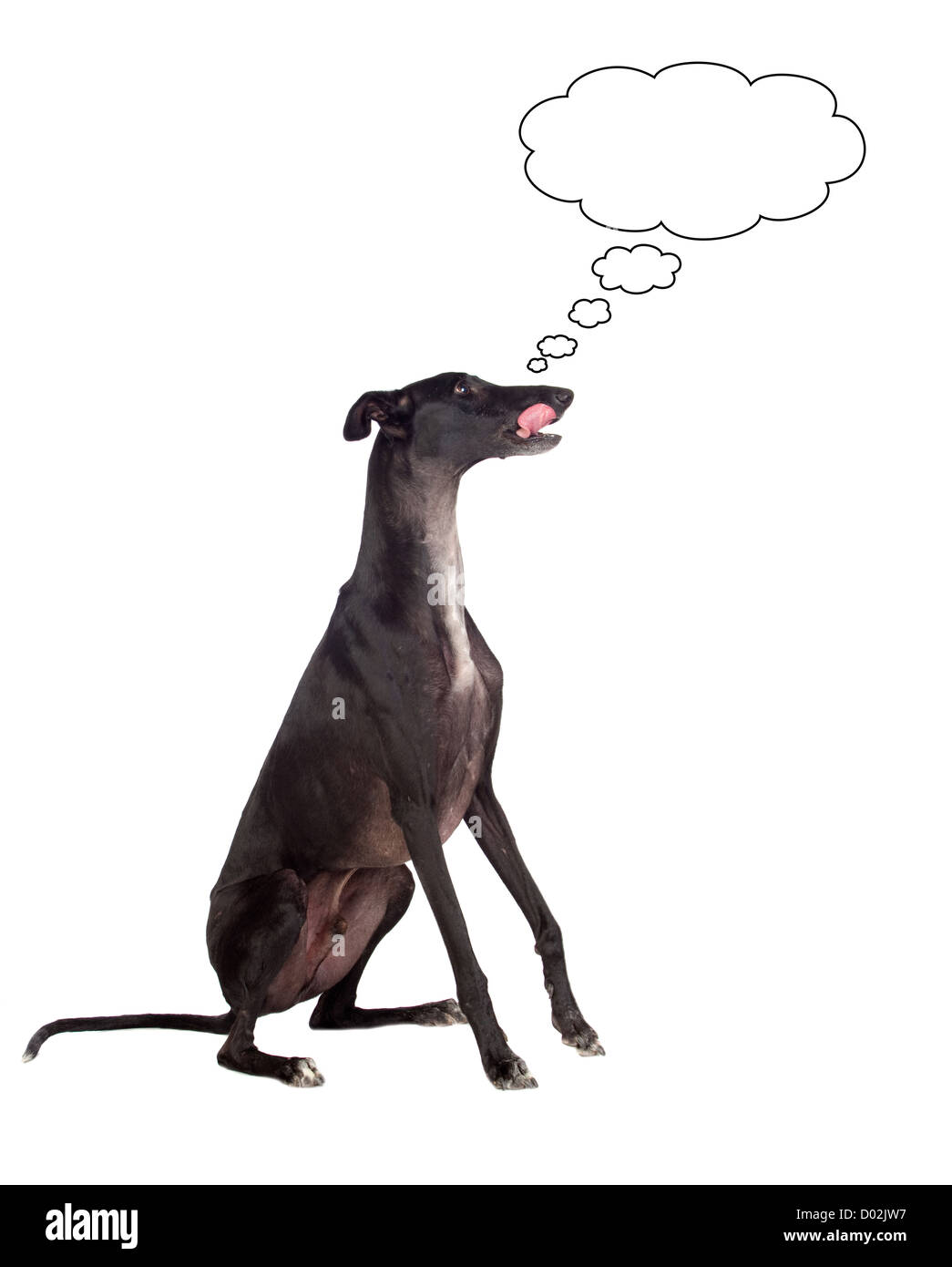 Greyhound breed dog thinking isolated on white background Stock Photo ...