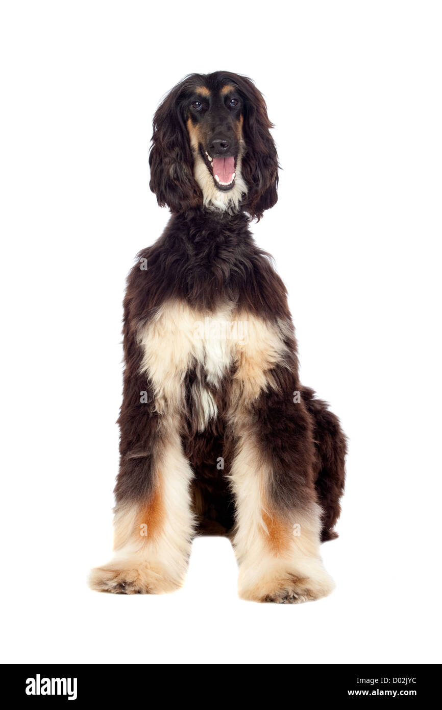 Borzoi breed dog isolated on white background Stock Photo - Alamy
