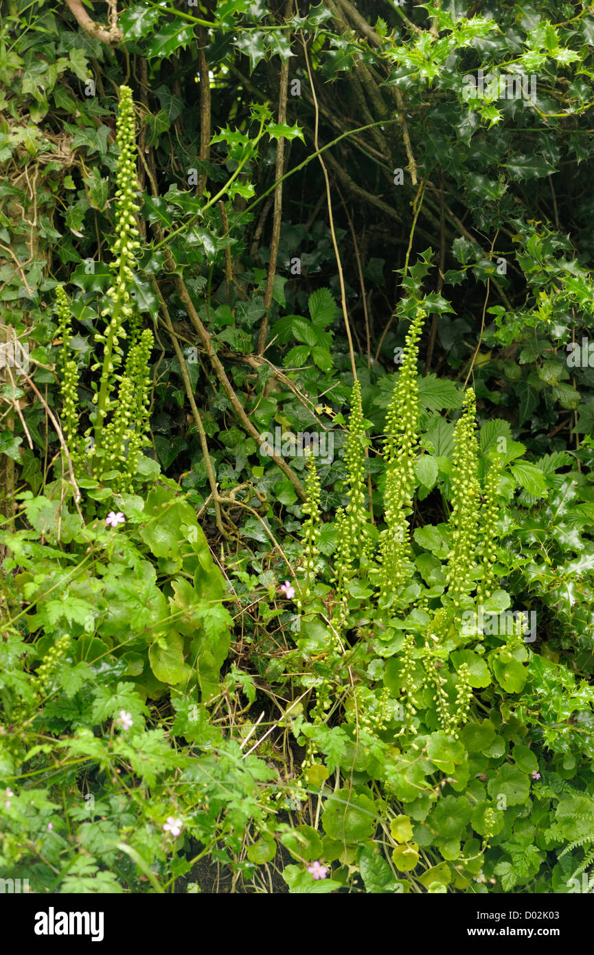 Navelwort, Umbilicus rupestris Stock Photo - Alamy