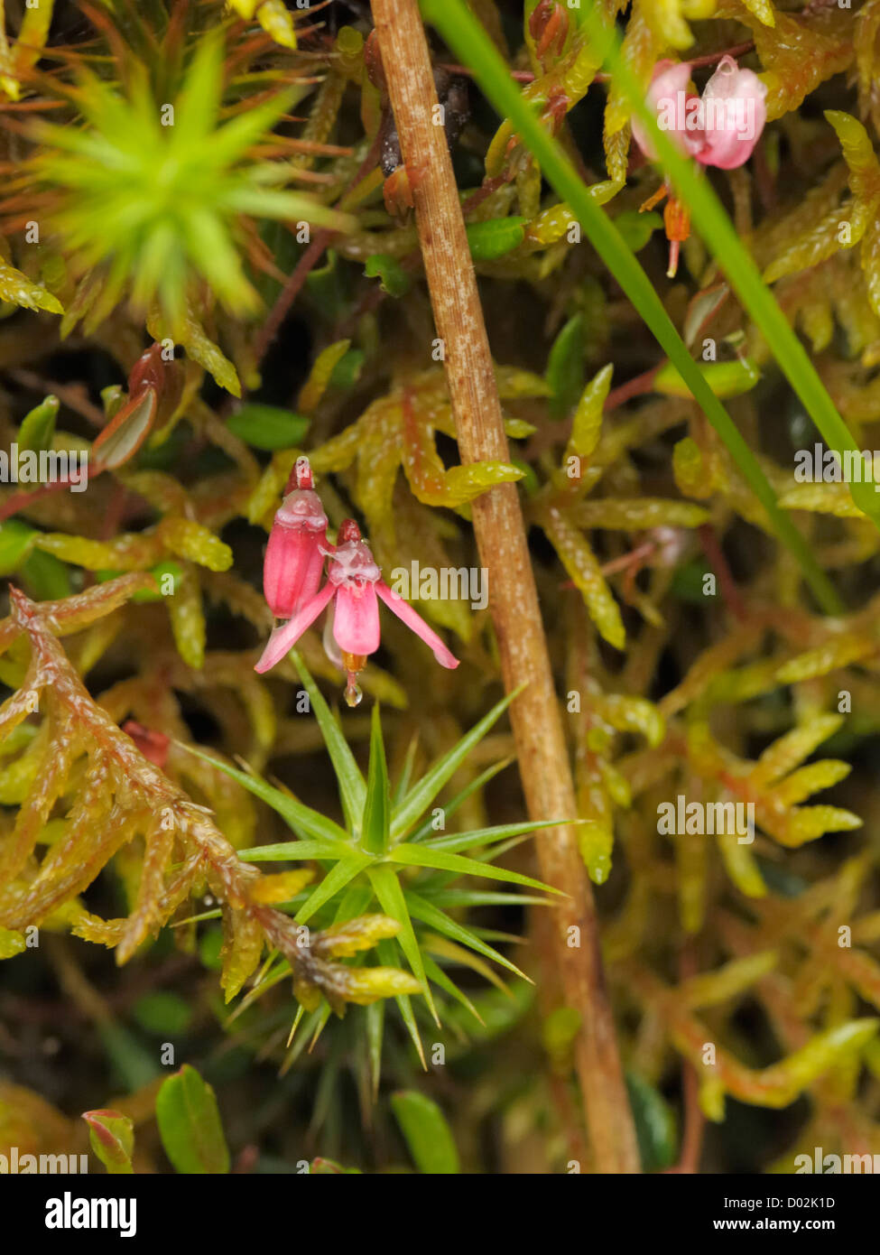Cranberry flowers, Vaccinium oxycoccos Stock Photo - Alamy