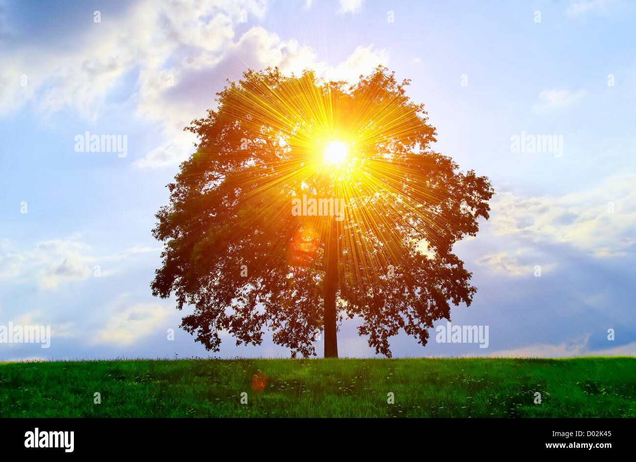 An isolated tree with sunlight effect Stock Photo - Alamy