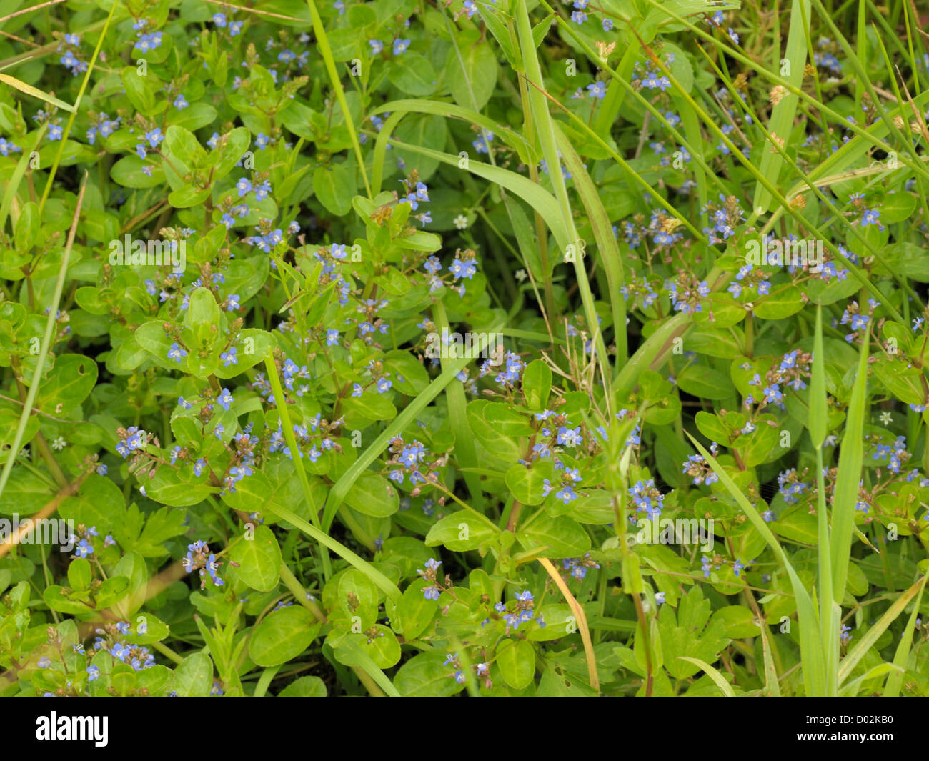Blue brooklime flower hi-res stock photography and images - Alamy