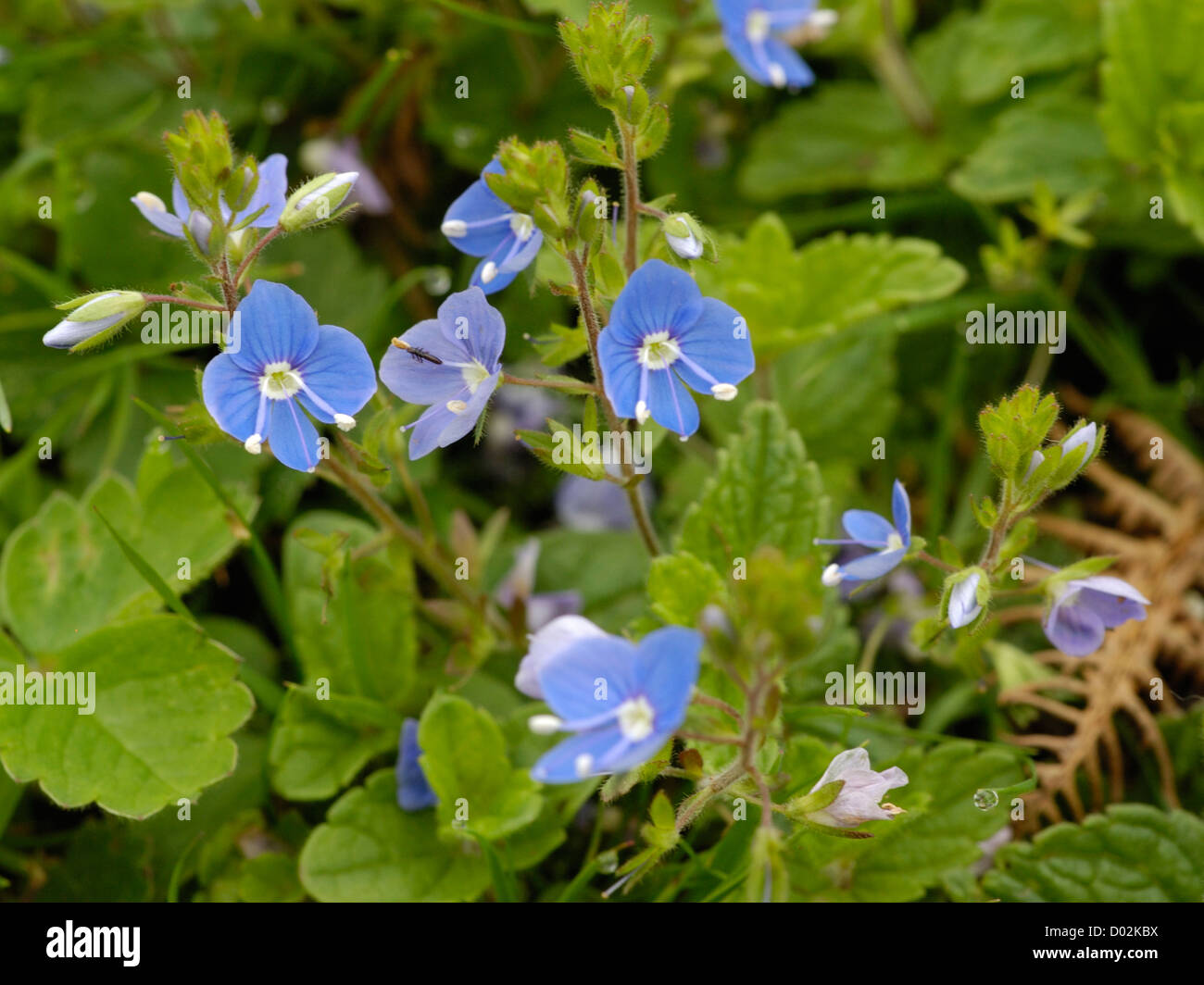 Germander Speedwell, Veronica chamaedrys Stock Photo - Alamy