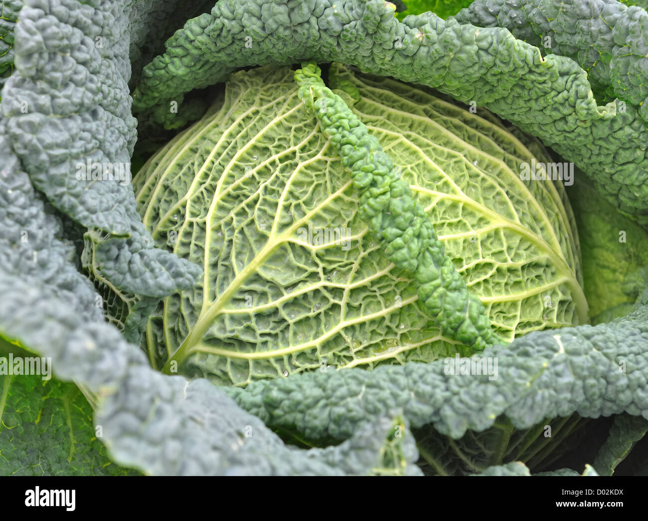 Savoy cabbage hi-res stock photography and images - Alamy